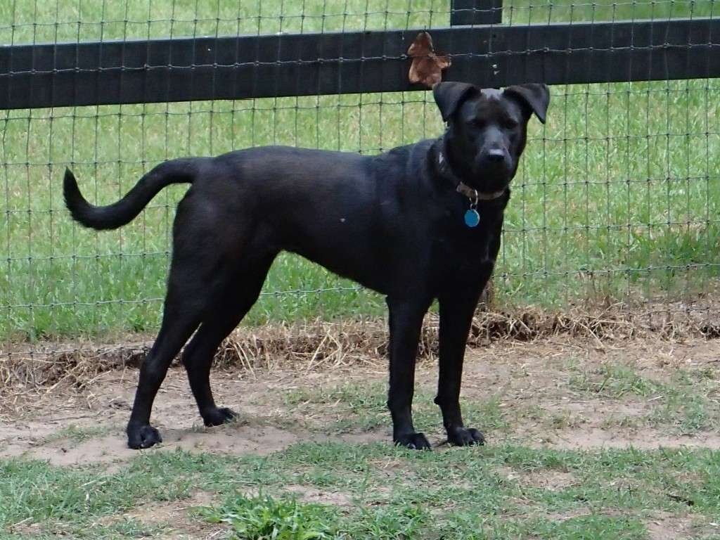 Newest Member of the Pack- Melete. | Hallie Hill Animal Sanctuary