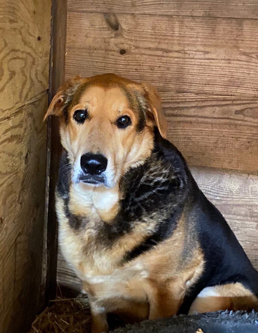 Special Needs Animals | Hallie Hill Animal Sanctuary