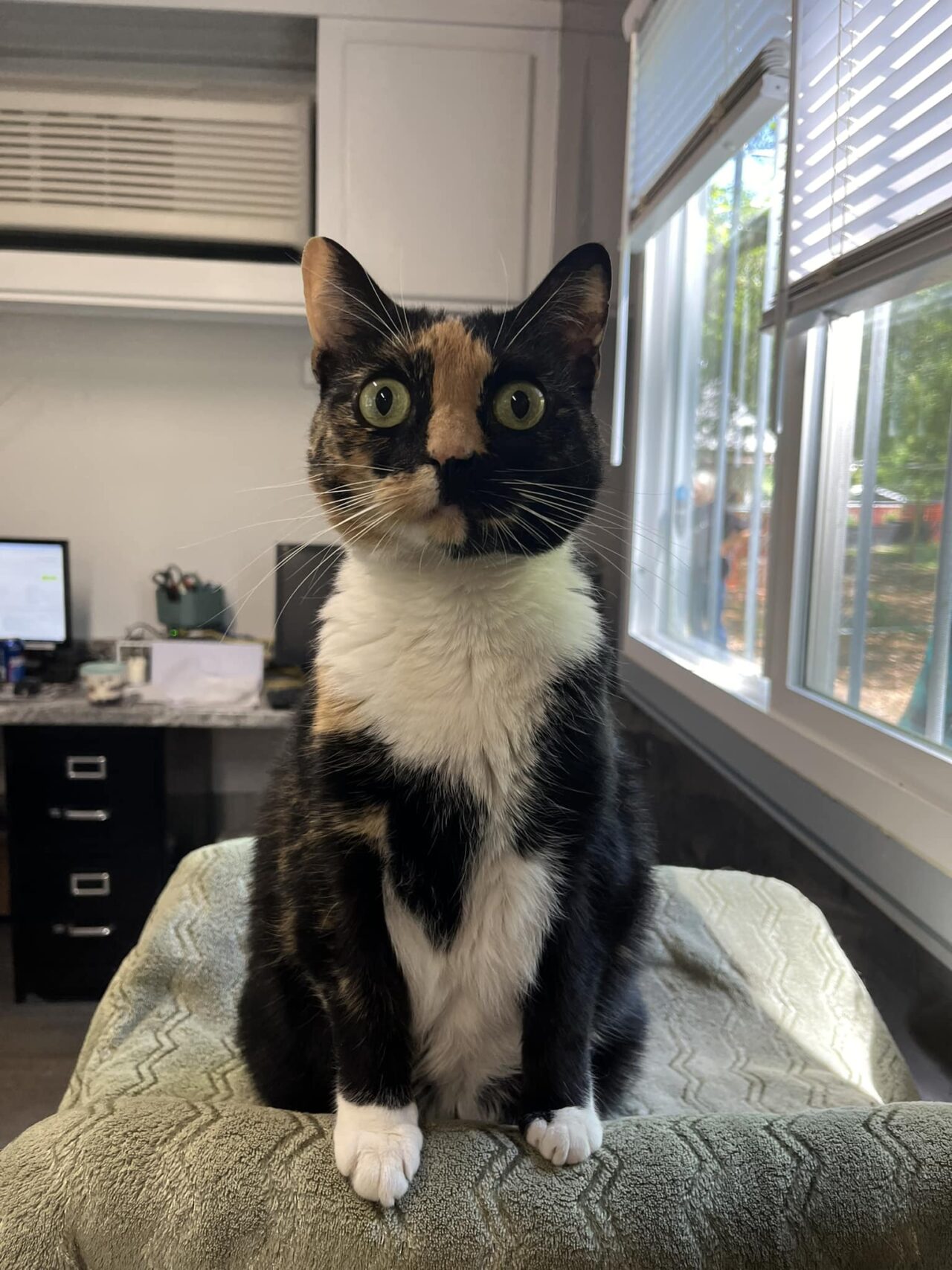 Special Needs Animals | Hallie Hill Animal Sanctuary