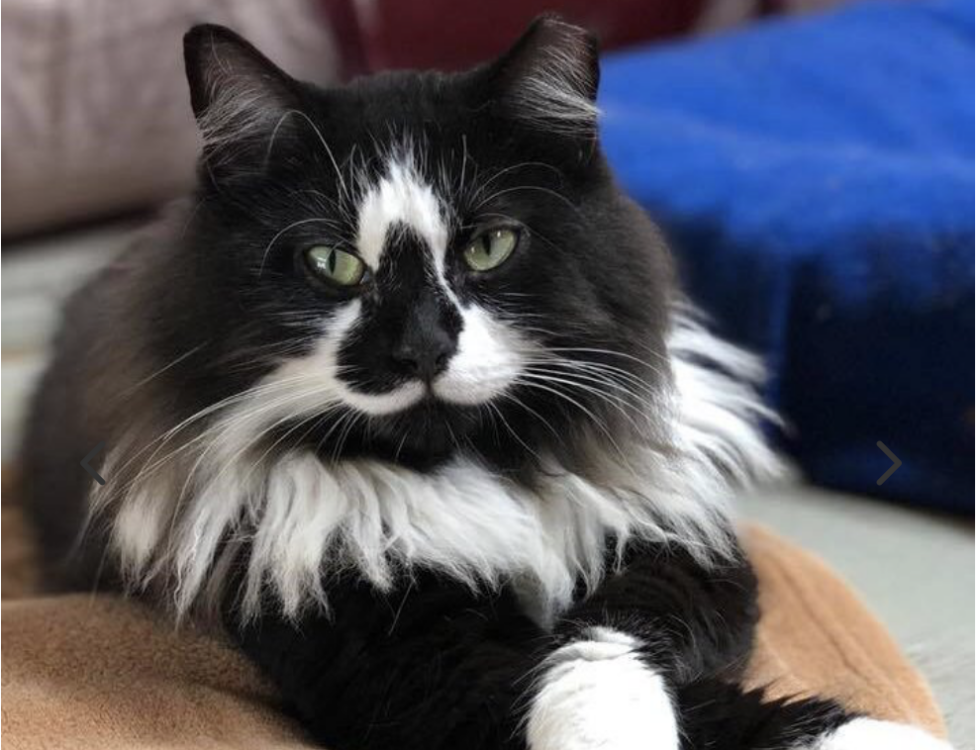 Special Needs Animals | Hallie Hill Animal Sanctuary