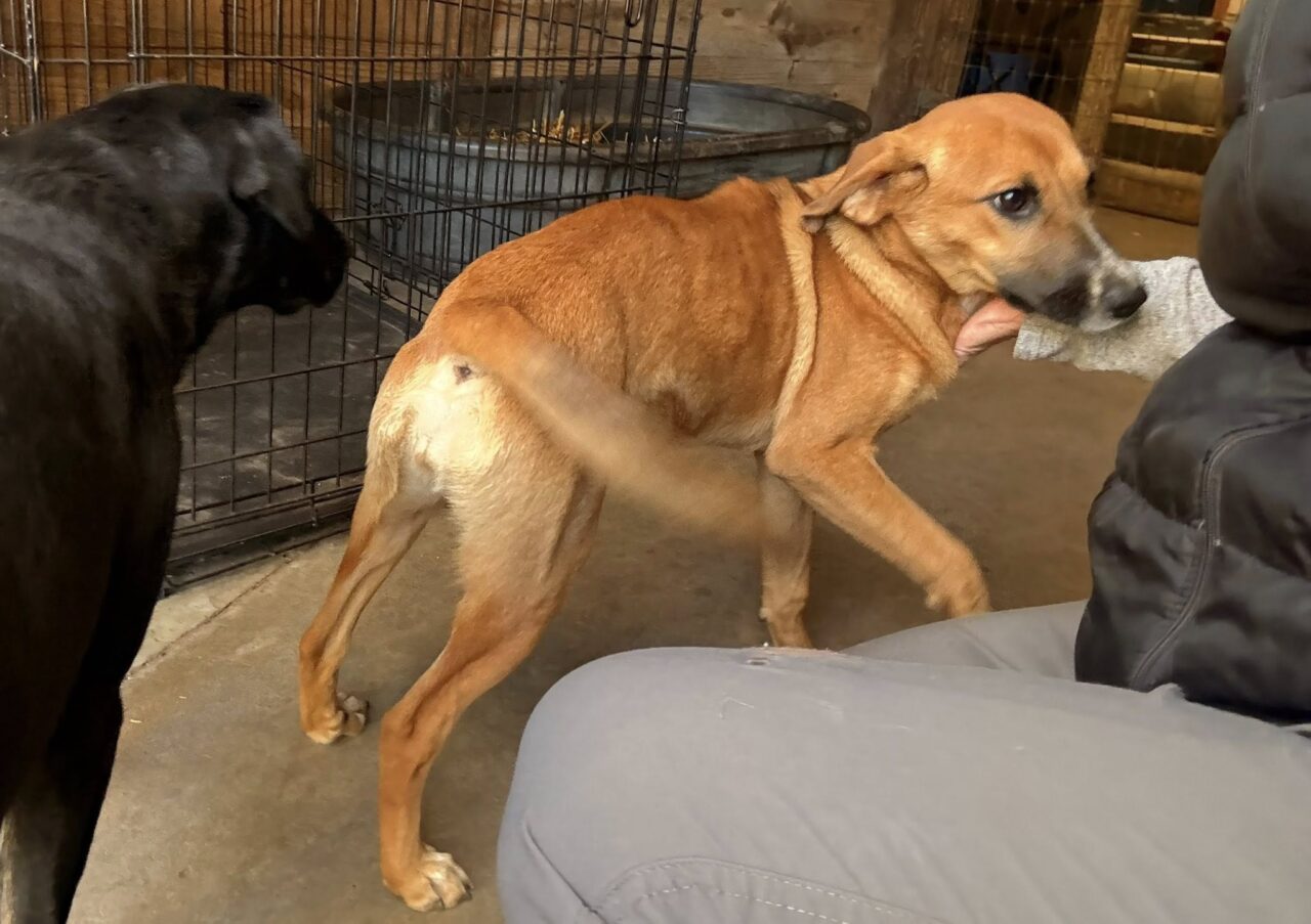 What Your Dog’s Tail Really Tells You | Hallie Hill Animal Sanctuary