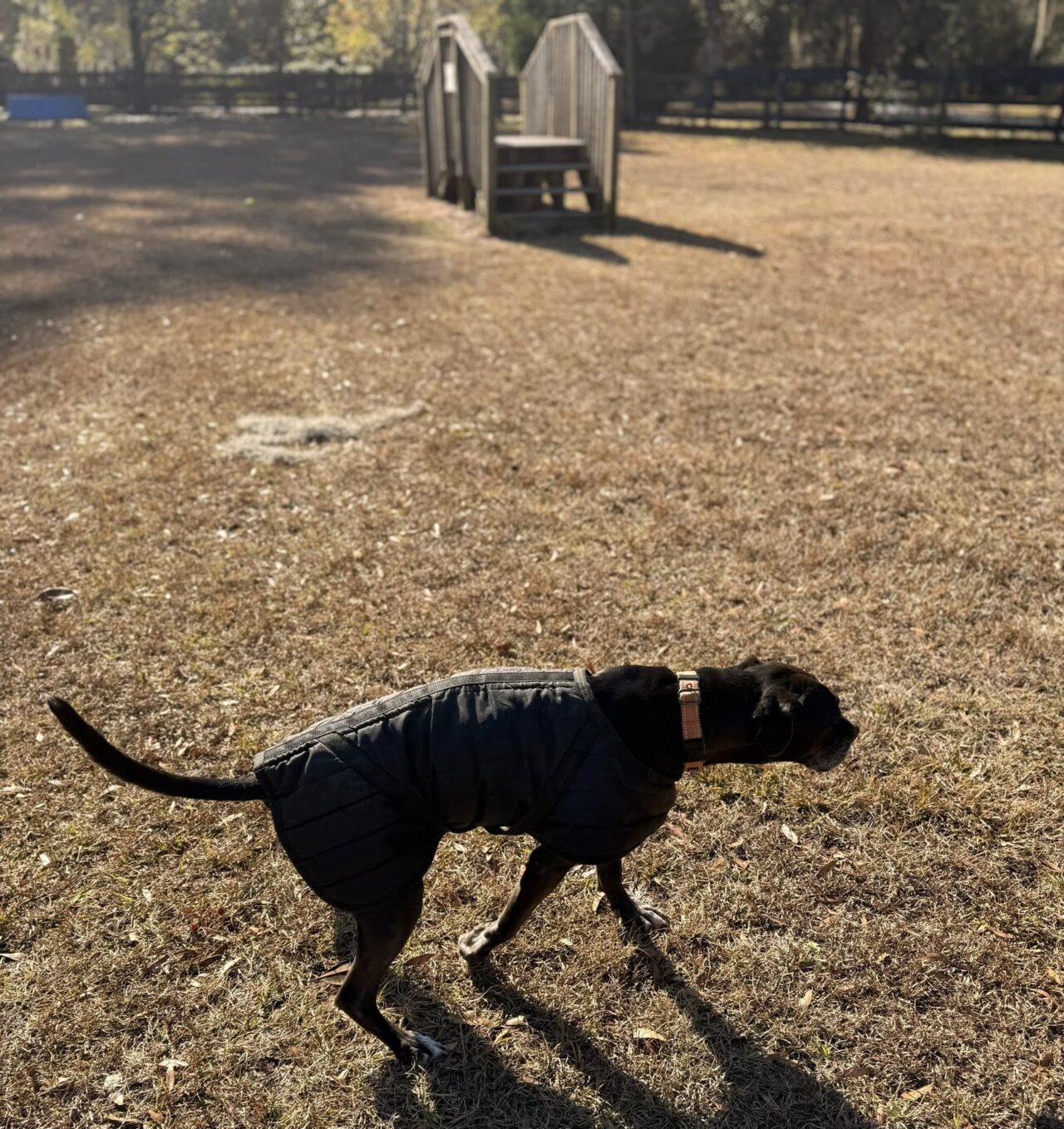 What Your Dog’s Tail Really Tells You | Hallie Hill Animal Sanctuary