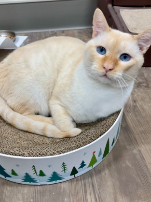 January’s Adorable Adoptables | Hallie Hill Animal Sanctuary